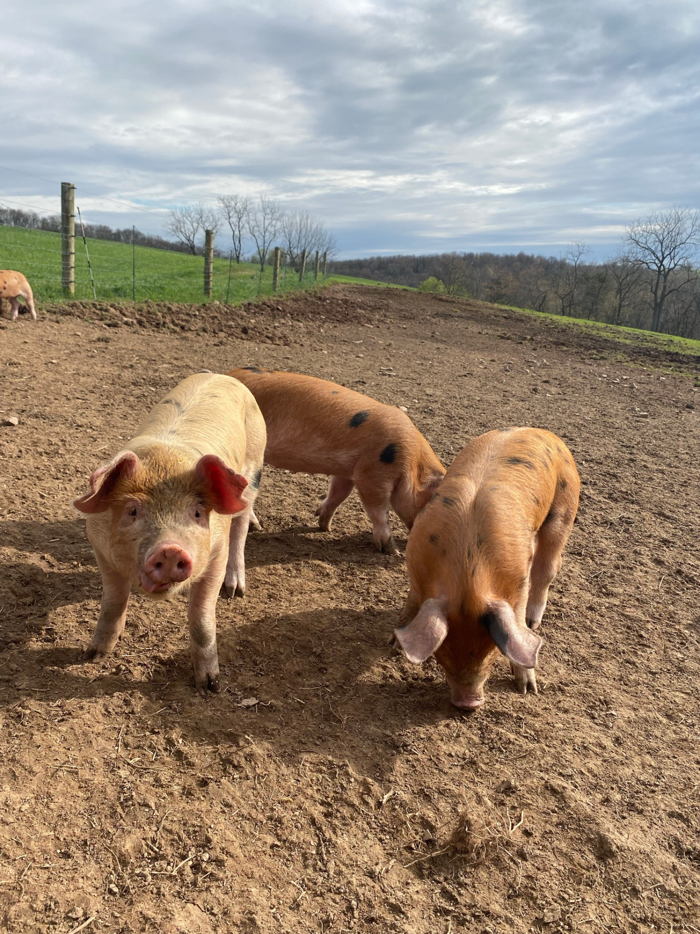 Photos :: Mountain Ridge Farm