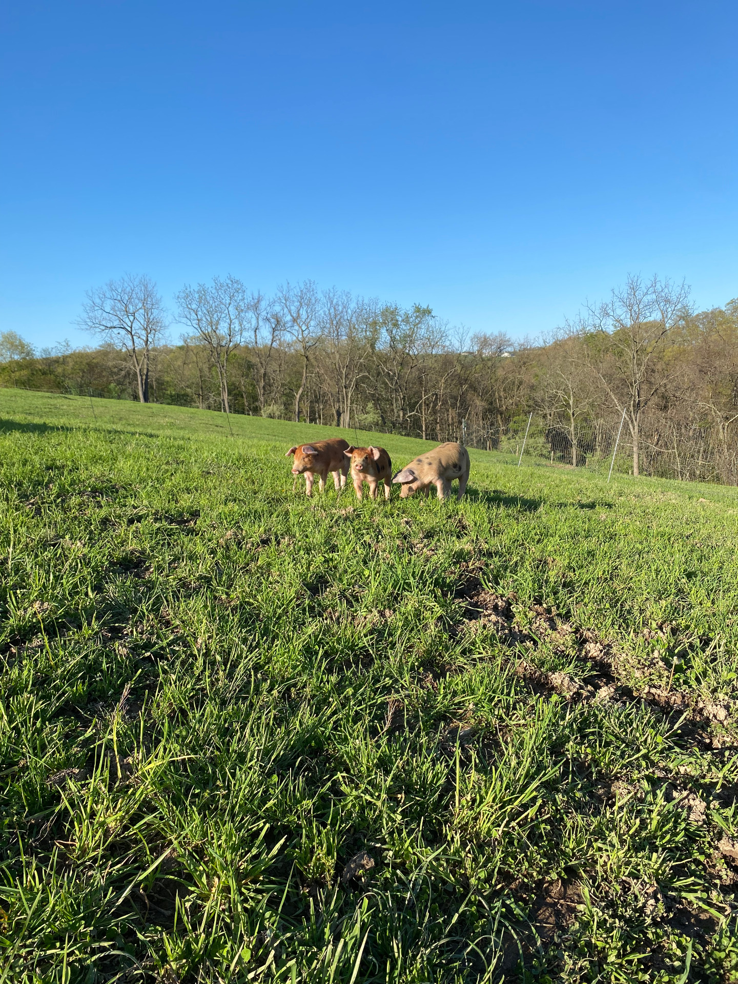 Photos :: Mountain Ridge Farm