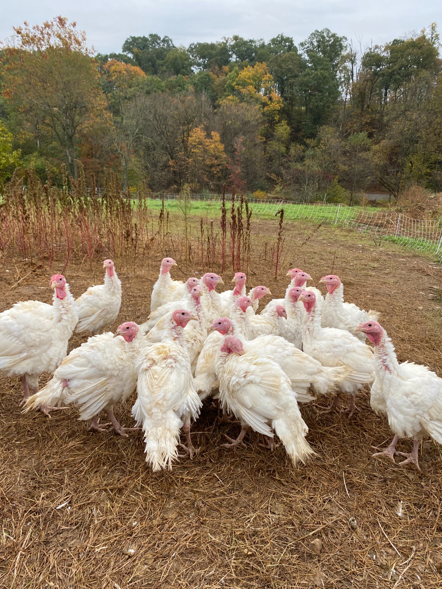Turkey :: Mountain Ridge Farm