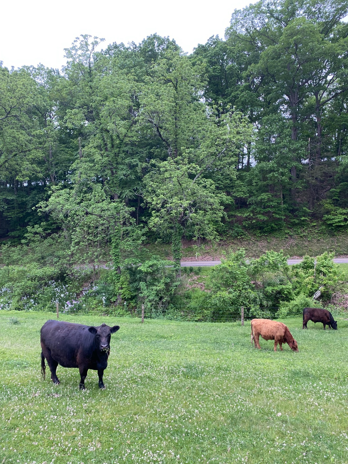 Beef :: Mountain Ridge Farm